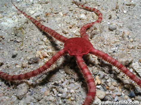 Ophiuroids Guamreeflife
