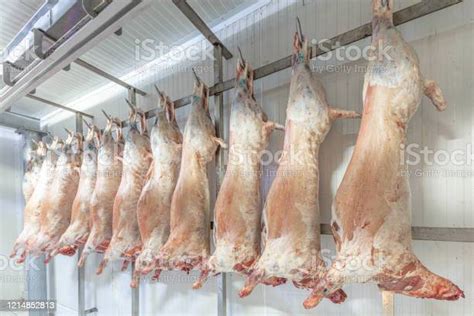 Refrigerated Warehouse Hanging Hooks Of Frozen Lamb Carcasses Halal Cut