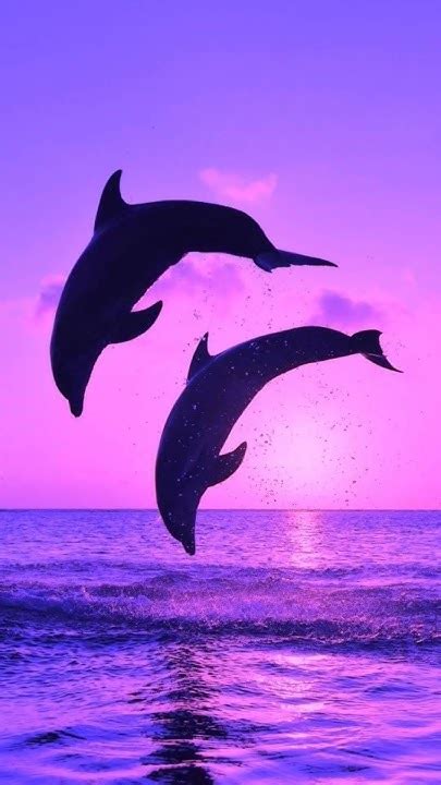 🐬delfini🐬 Youtube