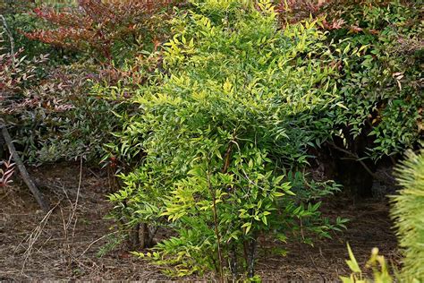 Pruning Nandina