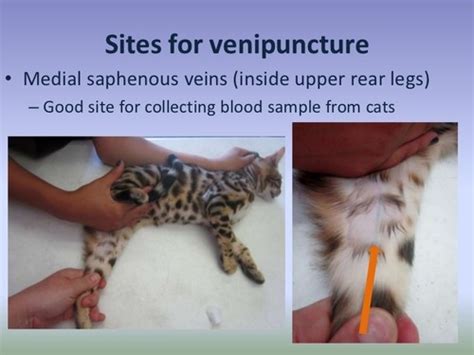 Medial Saphenous Vein Cat