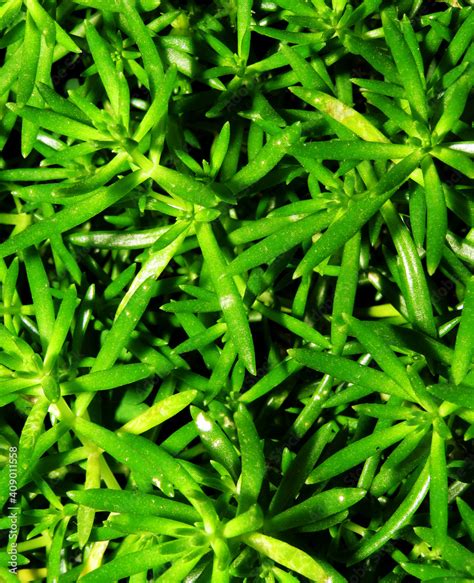 Photo Stock Close Of Beautiful Green Grass Of Sedum Sarmentosum Known
