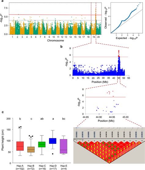 Gwas Signal Haplotype Block Analysis Of Qph19 And Haplotype Effect Download Scientific