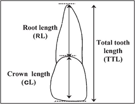 The Lengths Were Measured Between The Highest Points Of The Crown And