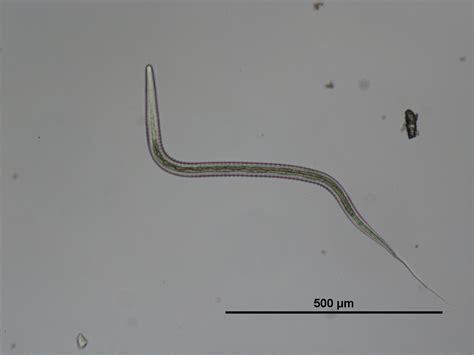 Are This Two Different Larvae Researchgate