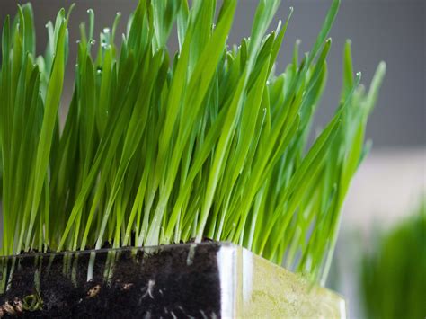 How To Use Wheatgrass Kits And Trays Dengarden