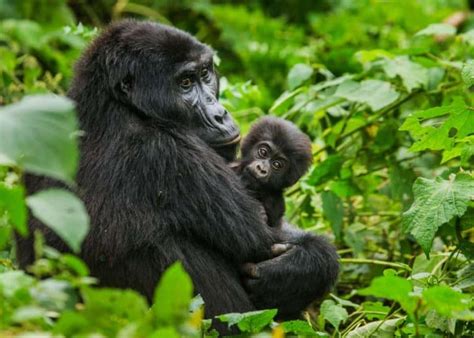 Ugandas 10 National Parks And 4 Wildlife Game Reserves [travelers Guide