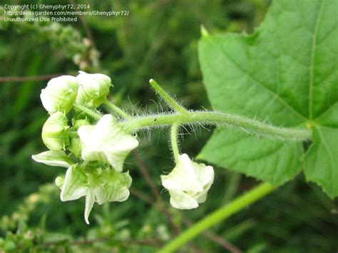 Identify Vine Accent Plant