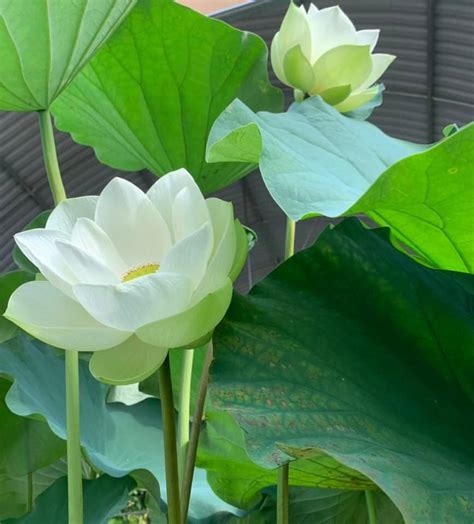 Vườn Sen Candy Phạm Added A New Photo Vườn Sen Candy Phạm