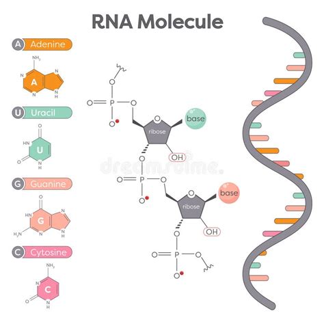Genomic Science Illustration Of The Components Of An Rna Molecule Stock