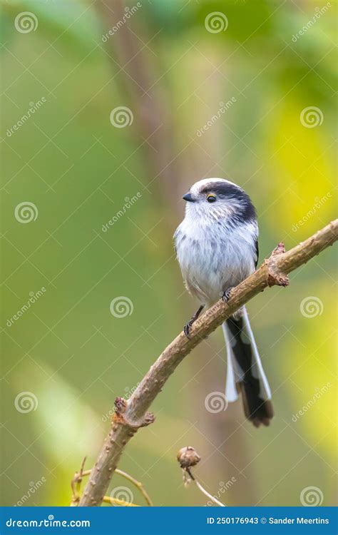 Closeup Of A Long Tailed Tit Or Long Tailed Bushtit Aegithalos