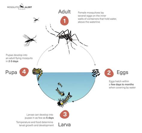Cómo Evitar Tener Mosquitos En Casa Mosquito Alert