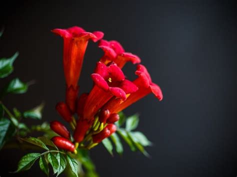 Trumpet Plant Food At Jackie Proctor Blog