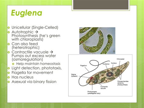 Ppt Unicellular Eukaryotes Protists Euglena Amoeba And Paramecium