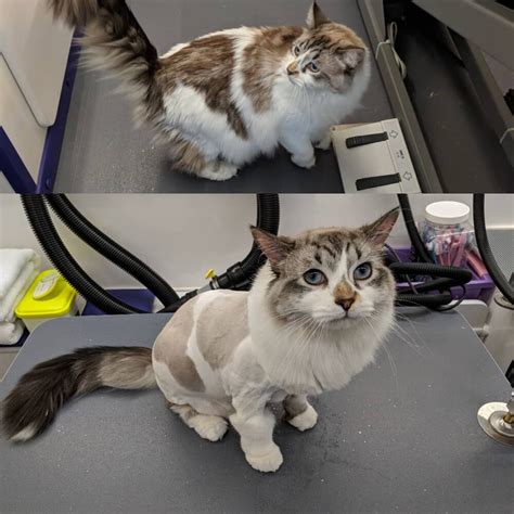 Cat Grooming Haircut
