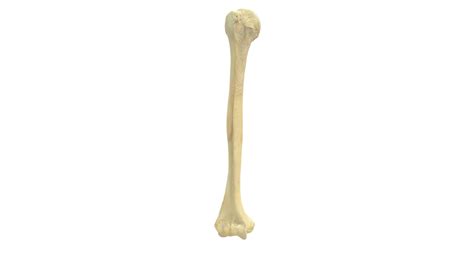 Humerus R A4 3d Model By Universiteit Antwerpen Marjanmaldoy 5fc5904 Sketchfab