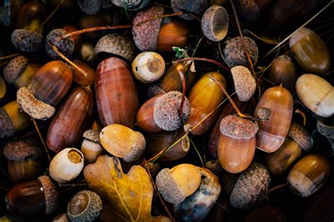 Acorn Identification Tips For Cracking The Code