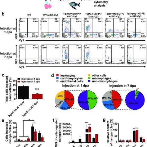 A Scheme Of The Experiment Process To Investigate The Biodistribution