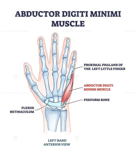 Abductor Digiti Minimi Muscle With Hand And Palm Skeleton Outline