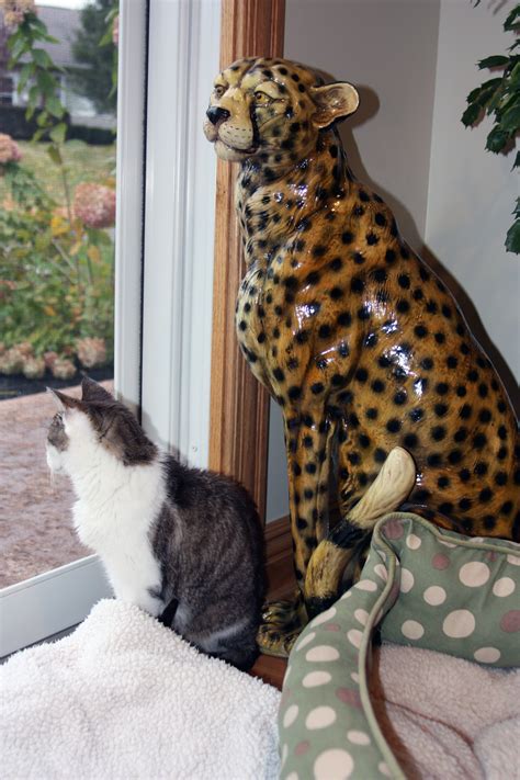 Fall Gracey And Bad Kitty The Tiniest Tiger