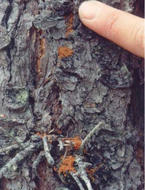 Douglas Fir Trees In Salmon Arm Face Attack From Bark Beetle
