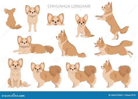 Chihuahua Langhaarfliege Alle Farben Unterschiedliche Position Alle