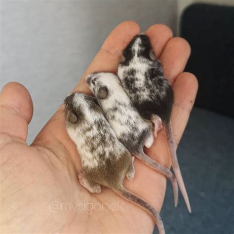 Polish Mouse Breeder Shares 40 Pics Of Their Fancy Mice Fancy Mouse
