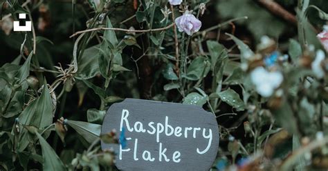 Raspberry Flake Signage Photo Free Forde Abbey And Gardens Image On
