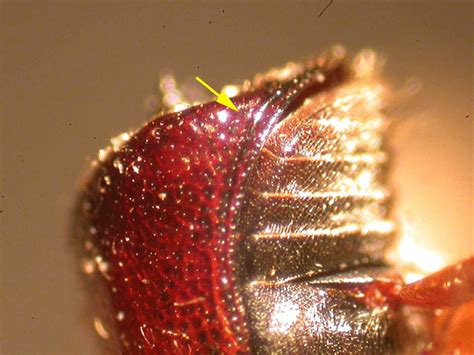 Sinoxylon Pygmaeum Lesne Lateral View Of Elytral Declivity Arrow