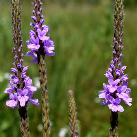 Vervain Flower