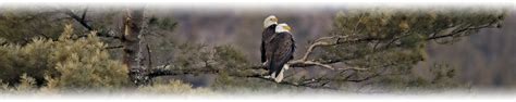 Two Adult Eagles Delaware Highlands Conservancy