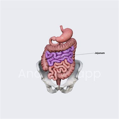Jejunum Anatomyapp