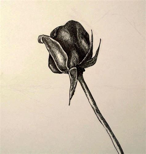 Rose Drawing Pen At Betty Thacker Blog