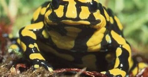 The Corroboree Frog Is In Danger My Dudes Album On Imgur