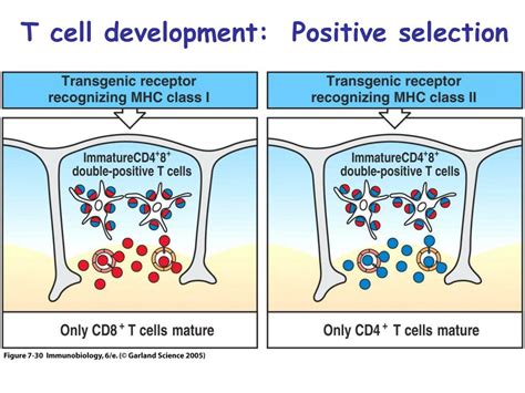 Ppt Lymphocyte Development And Survival Chapter 7 Powerpoint Presentation Id 154382