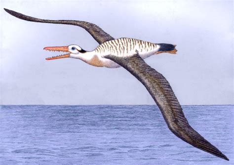 Pelagornis Facts Habitat Diet Fossils Pictures