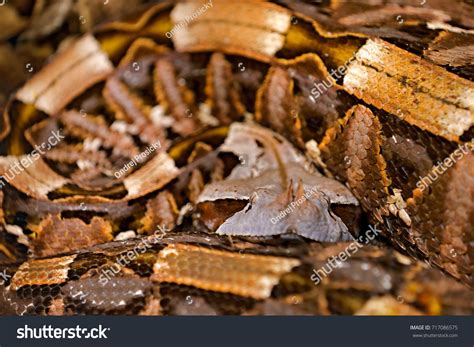 Gaboon Viper Camouflage