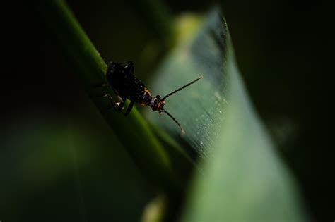 Soldier Beetle Oc Rmacroporn
