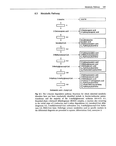 Isoleucine Degradation And Big Chemical Encyclopedia