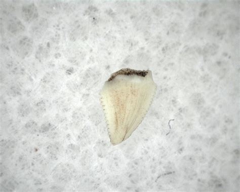 Triassic Dinosaur Tooth 8 Fossils For Sale