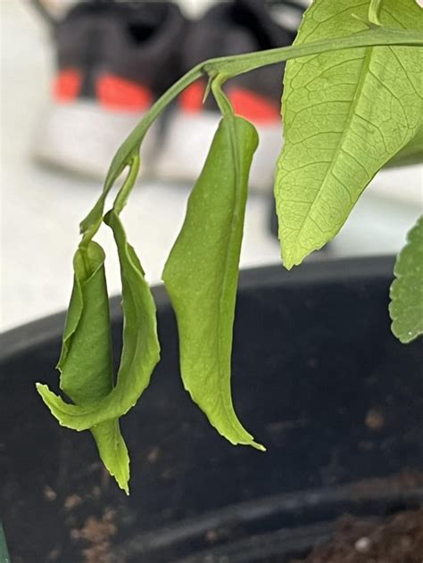 Droopy Leaves Rplantclinic