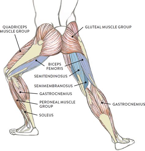 Anatomy Of The Leg Muscles
