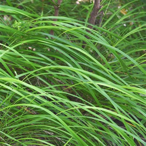 Alder And Oak 1 Container Berkeley Sedge Ornamental Grass 4 Pack Catu01 The Home Depot