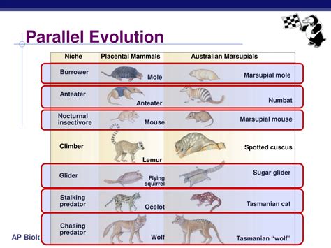 Ppt Evolutionary Evidence Natural Selection And Fossil Records