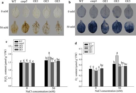 Dab Staining A Nbt Staining B H2o2 Content C And O2·− Content