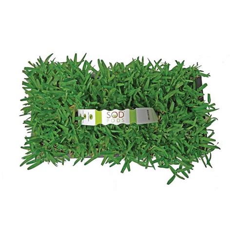 Sod Pods Centipede Grass Plugs 64 Count Natural Affordable Lawn