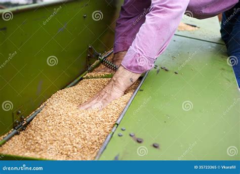 Loading Seeding Machine With Wheat Seeds And Fertilizer Stock Image
