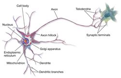 Multipolar Neuron Wikipedia