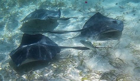 16 Epic Places To Swim With Stingrays Or Manta Rays Forever Karen