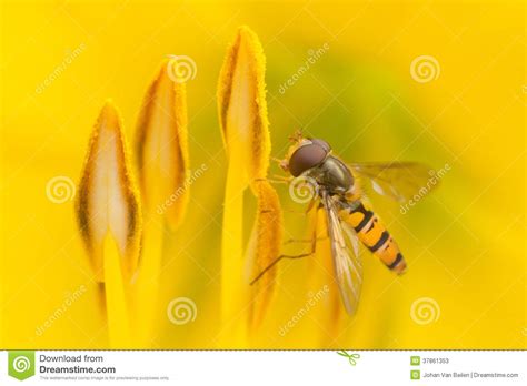 Hoverfly Sitting On A Yellow Flower Stock Image Image Of Nature